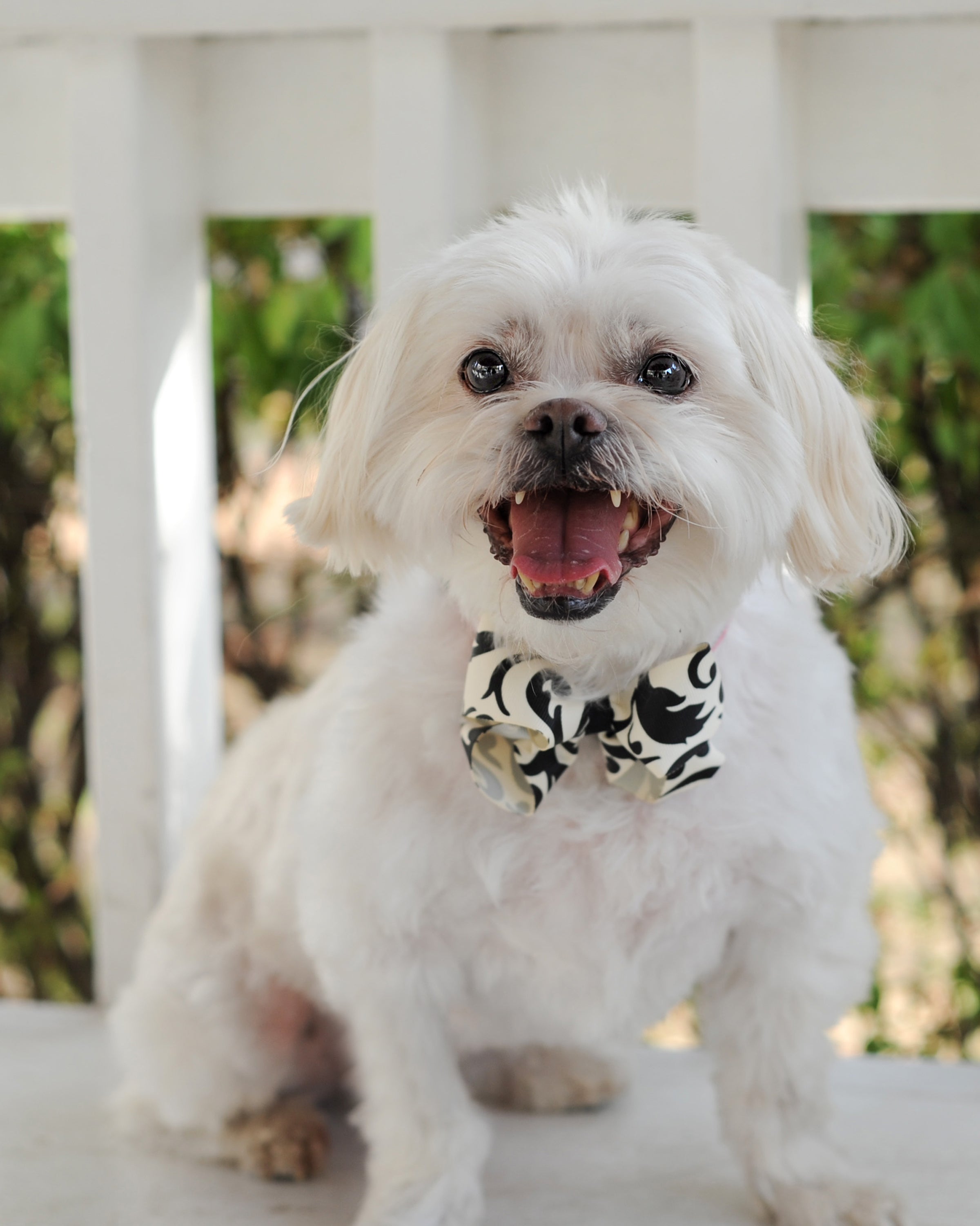 Dog Collar Bows – Dog Grooming Bows